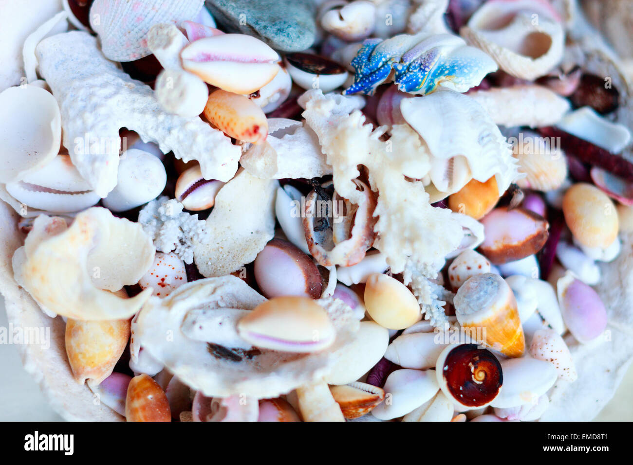 Sea shells and corals Stock Photo - Alamy
