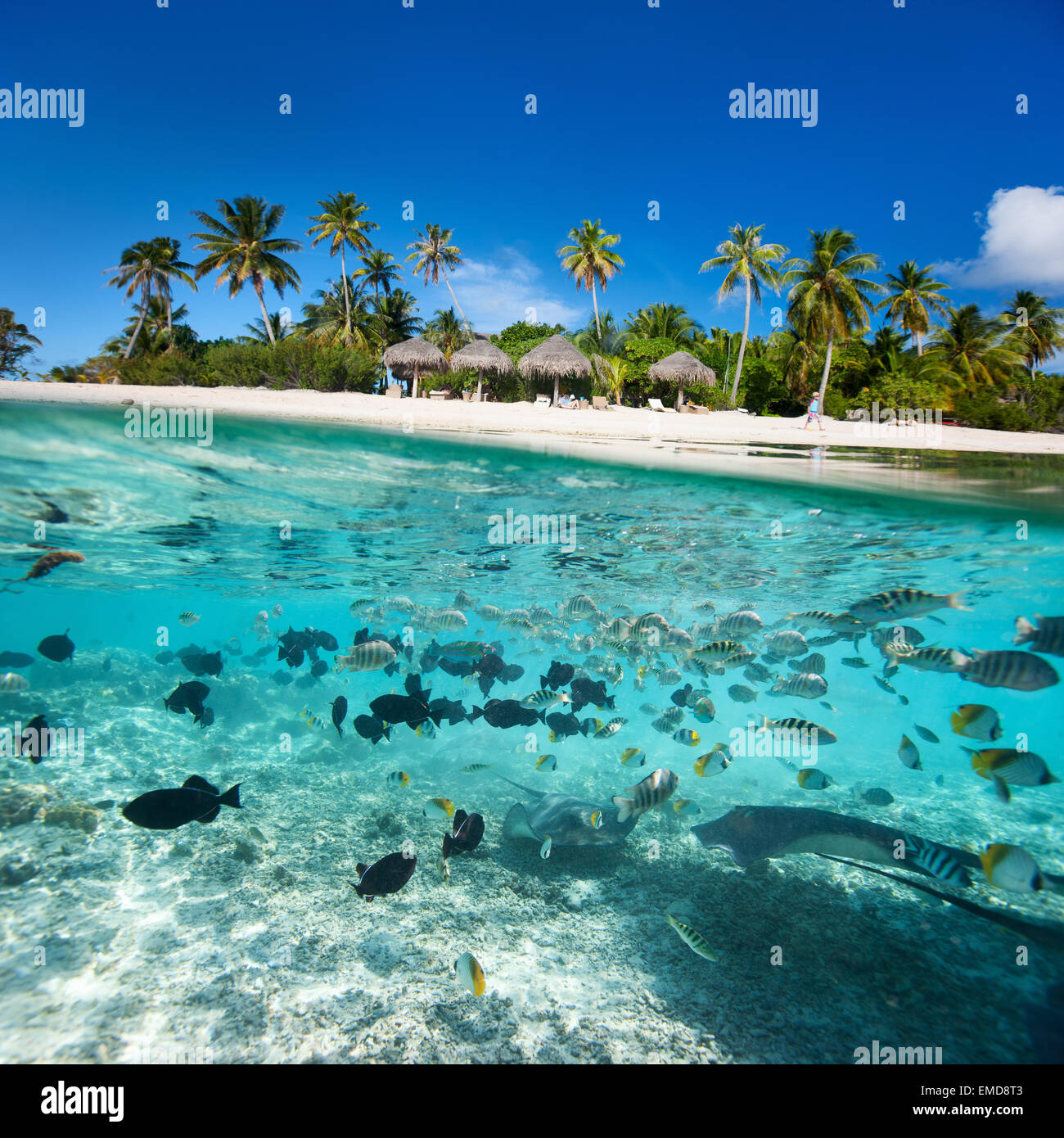 Shark underwater scenery with white hi-res stock photography and images ...