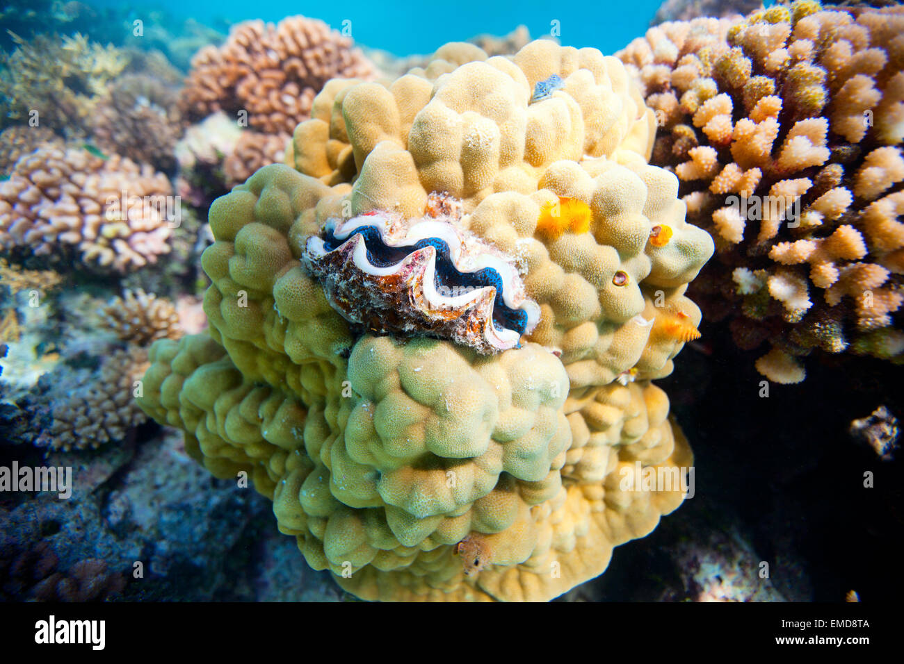 Tropical Reef Fish Polynesia High Resolution Stock Photography and ...