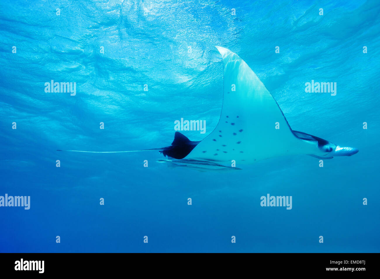 Manta ray hi-res stock photography and images - Alamy
