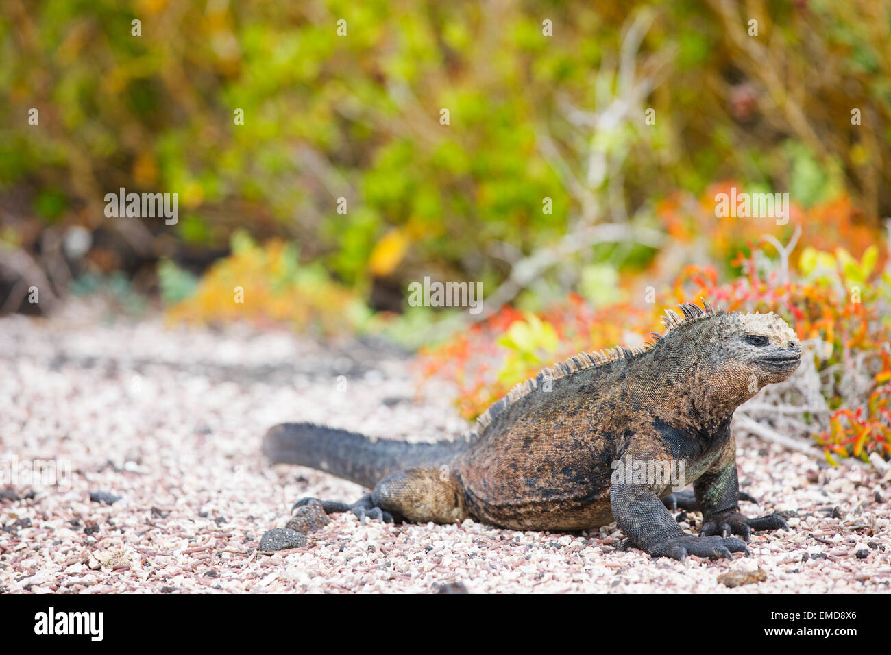 Male marine iguana Stock Photo - Alamy