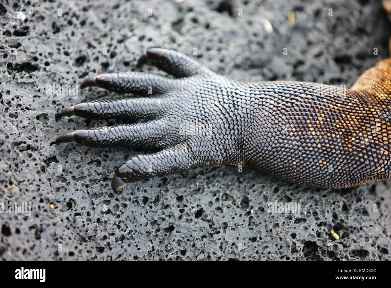 Reptile paw hi-res stock photography and images - Alamy