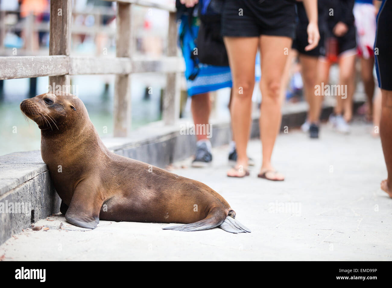Galapagos sea lion Stock Photo - Alamy