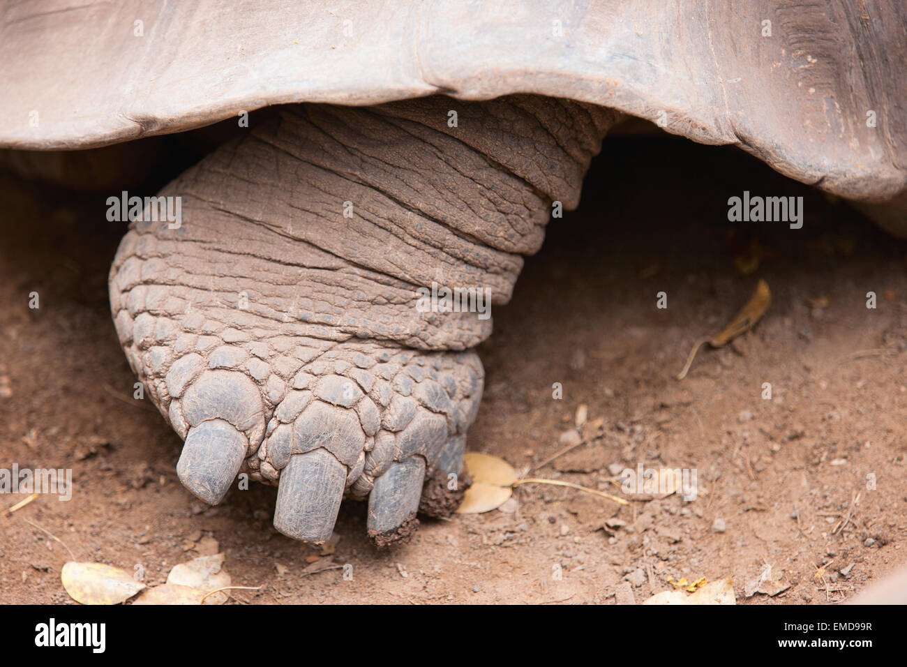 Turtle foot hi-res stock photography and images - Alamy