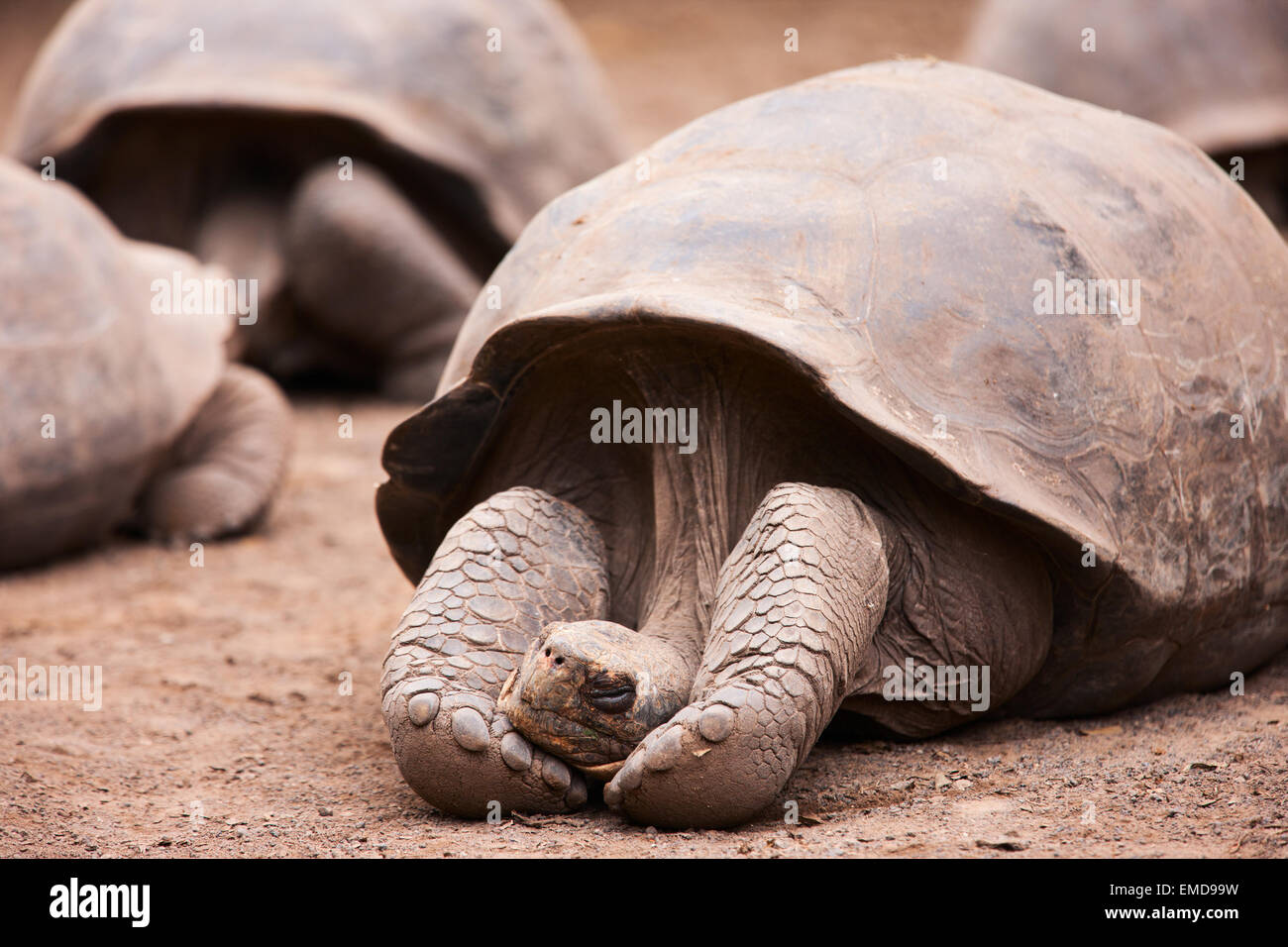 Tortoise Sleeping High Resolution Stock Photography and Images - Alamy