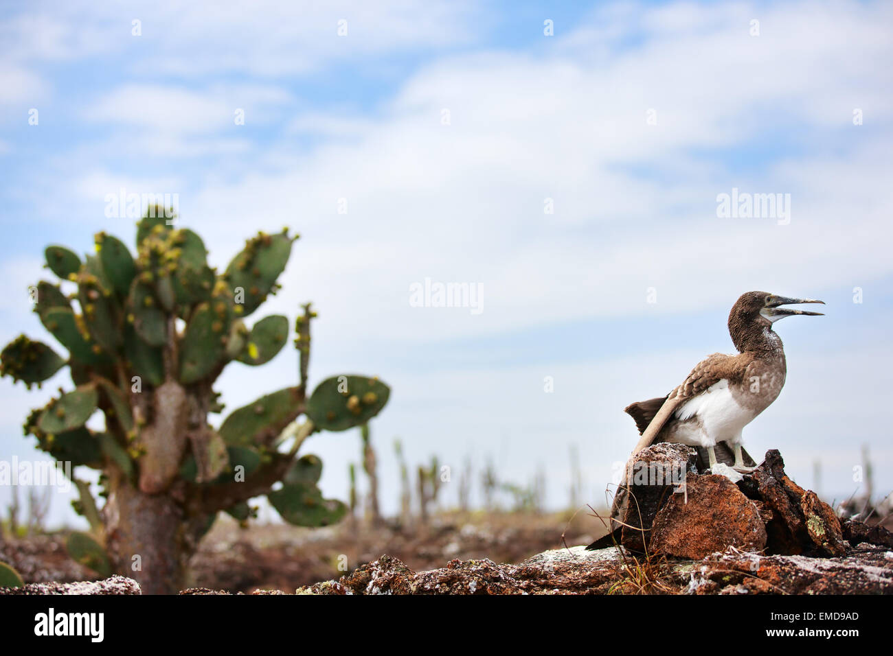 Blue footed booby chick Stock Photo - Alamy