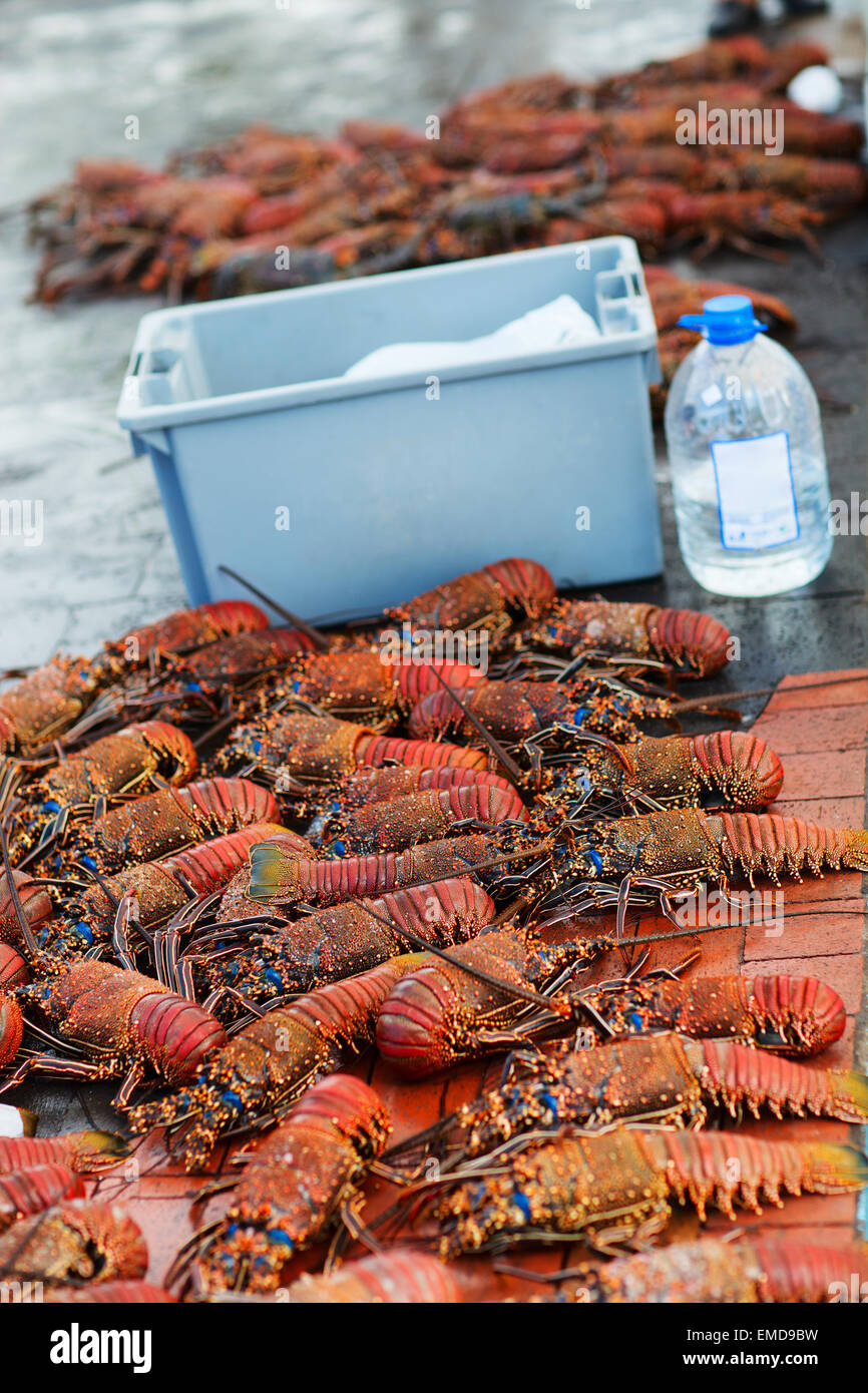 Red spiny lobster hi-res stock photography and images - Alamy