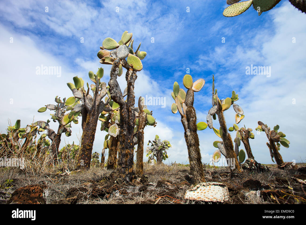 Opuntia cactus forest Stock Photo - Alamy