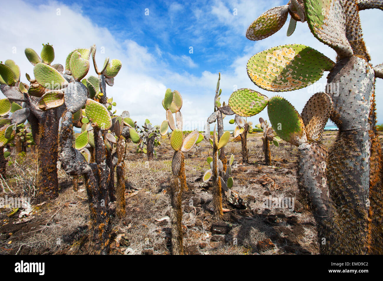 Opuntia cactus foreat at Galapagos island Stock Photo - Alamy