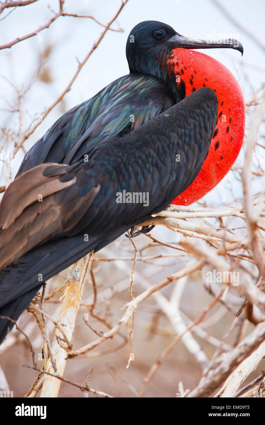 Male magnificent frigatebird Stock Photo - Alamy