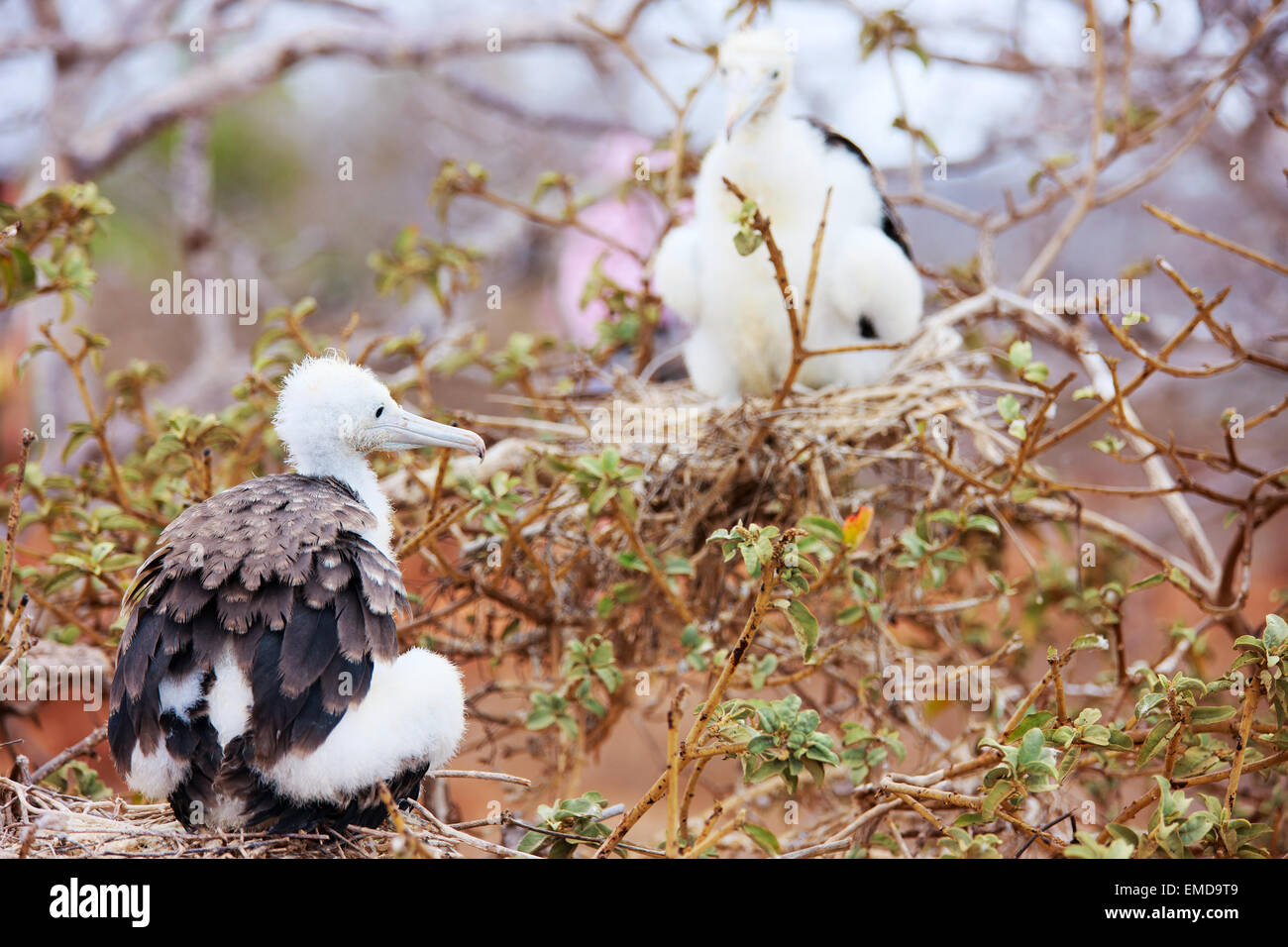 Frigatebird chick hi-res stock photography and images - Alamy