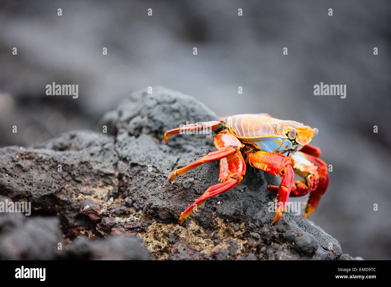 Sally lightfoot crab Stock Photo - Alamy