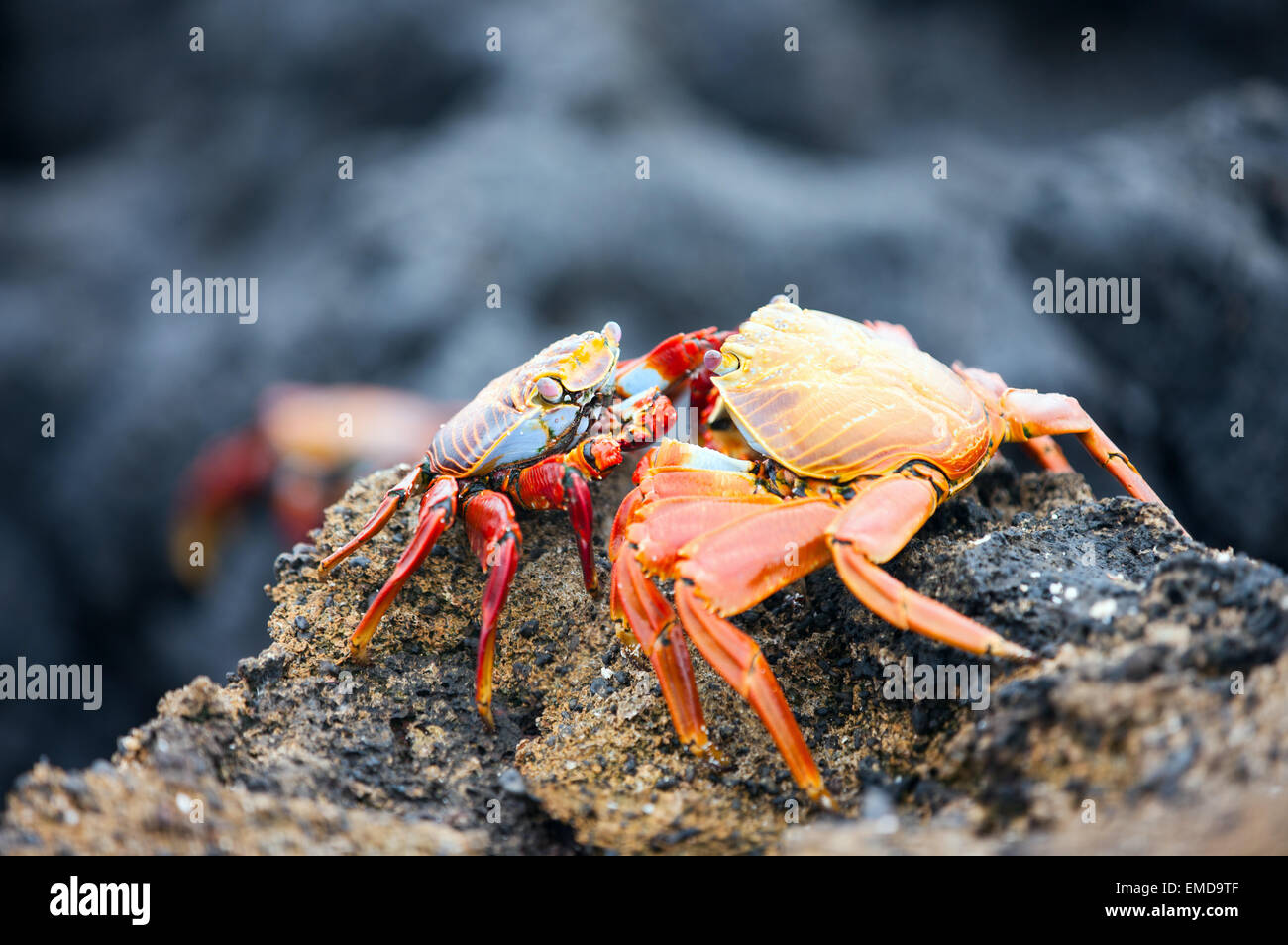 Sally lightfoot crabs Stock Photo - Alamy