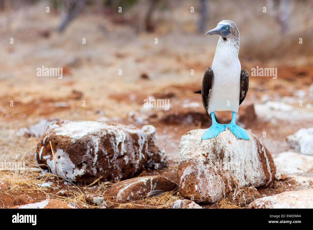 Blue footed booby Stock Photo - Alamy