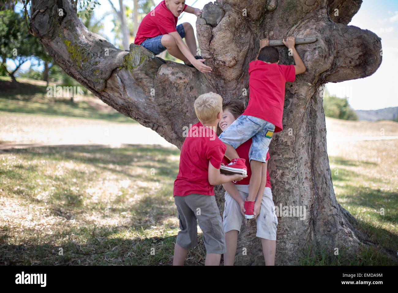 South Africa,Boys on field trip climbing tree Stock Photo - Alamy