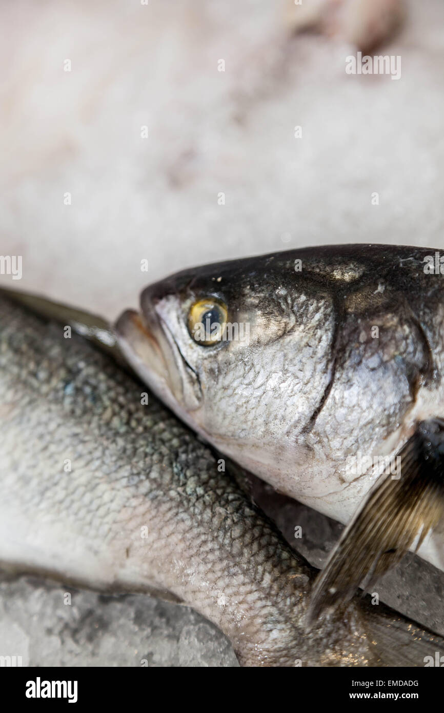 Silverside fish hi-res stock photography and images - Alamy