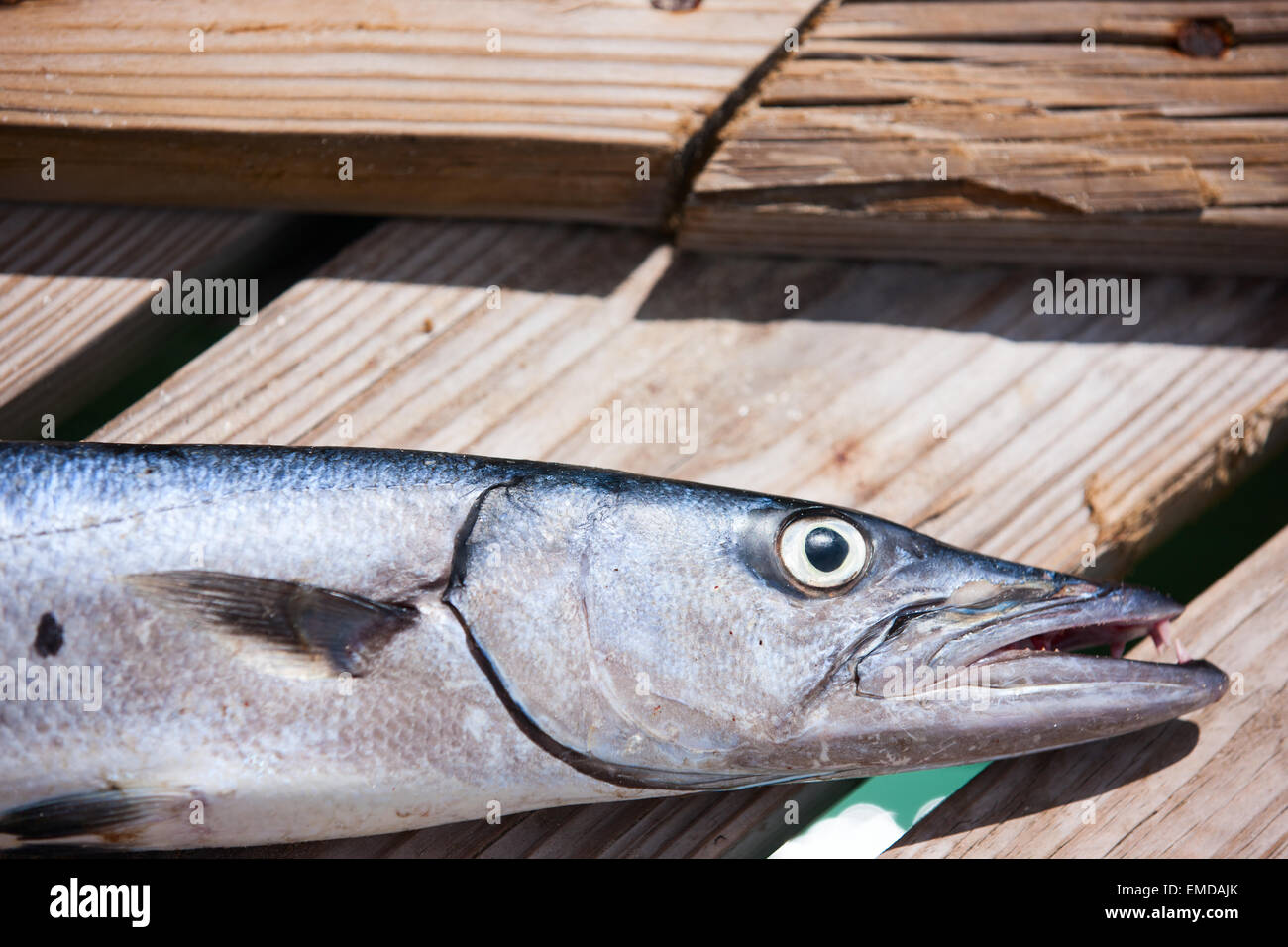 Fresh barracuda fish market hi-res stock photography and images - Alamy