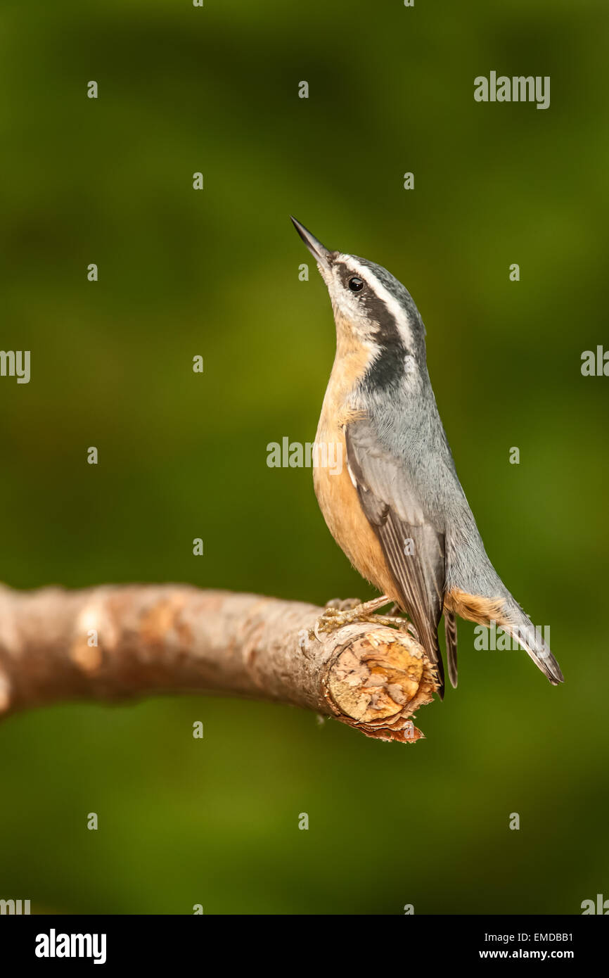 Nuthatch nuthatches bird hi-res stock photography and images - Alamy