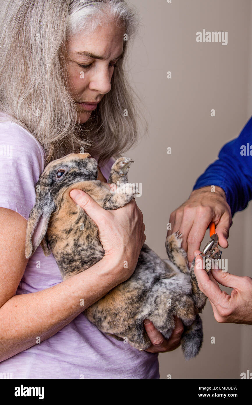 Woman holding her Harlequin Mini Rex pet rabbit while her husband trims ...