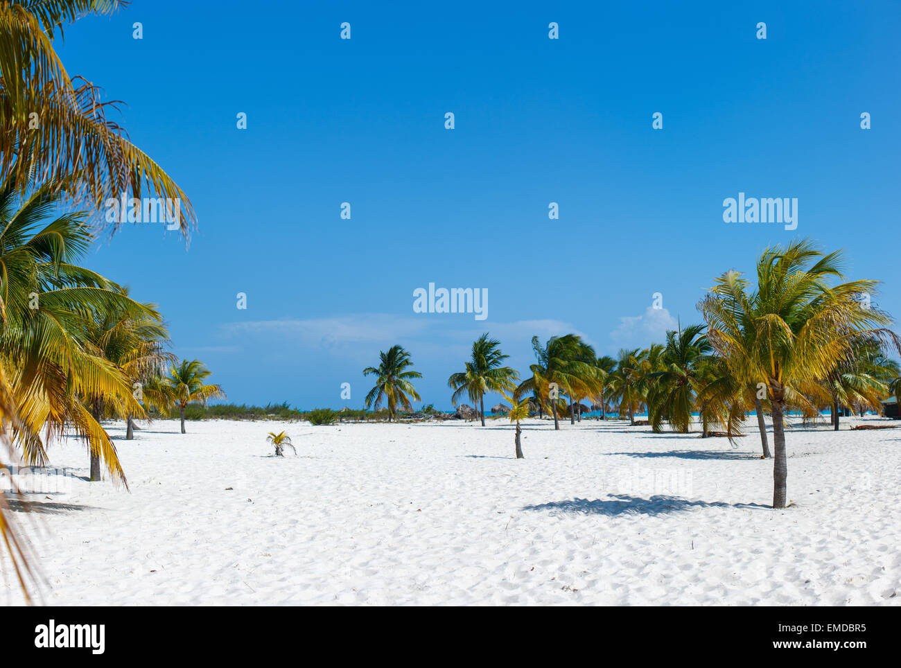Palm trees at beach Stock Photo - Alamy