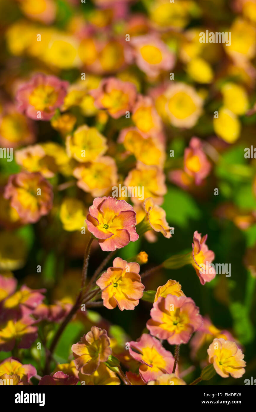 primula flowers in garden Stock Photo - Alamy