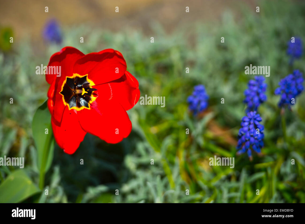 Open red flower hi-res stock photography and images - Alamy