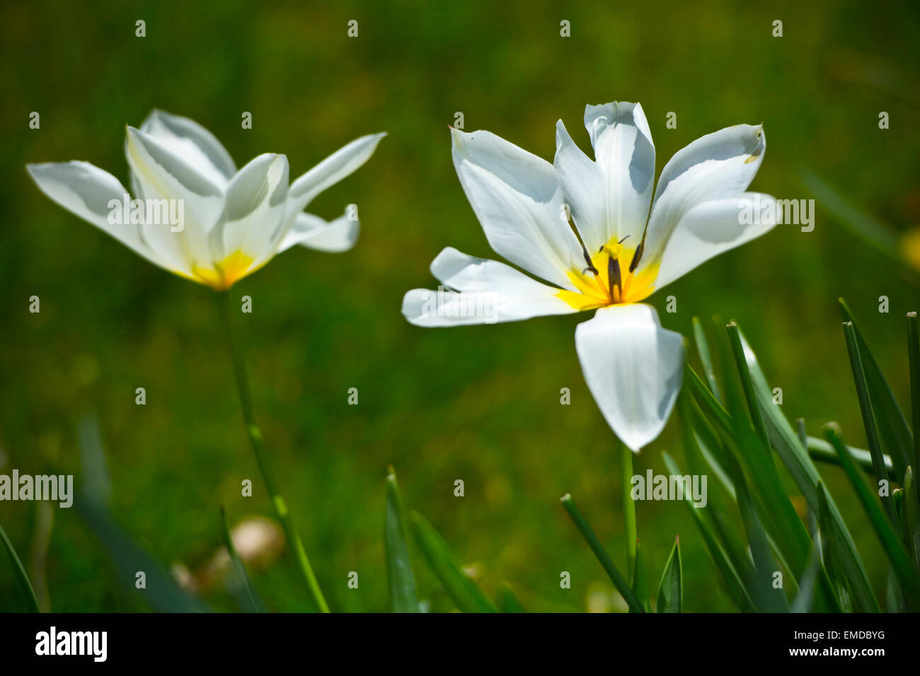 fully open white tulip flower garden Stock Photo - Alamy