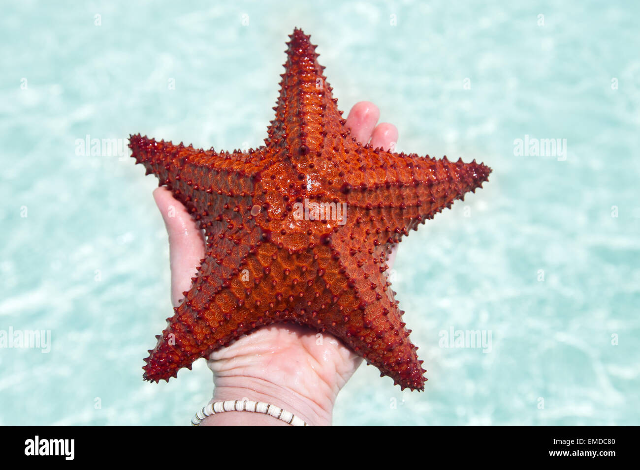Starfish closeup hi-res stock photography and images - Alamy