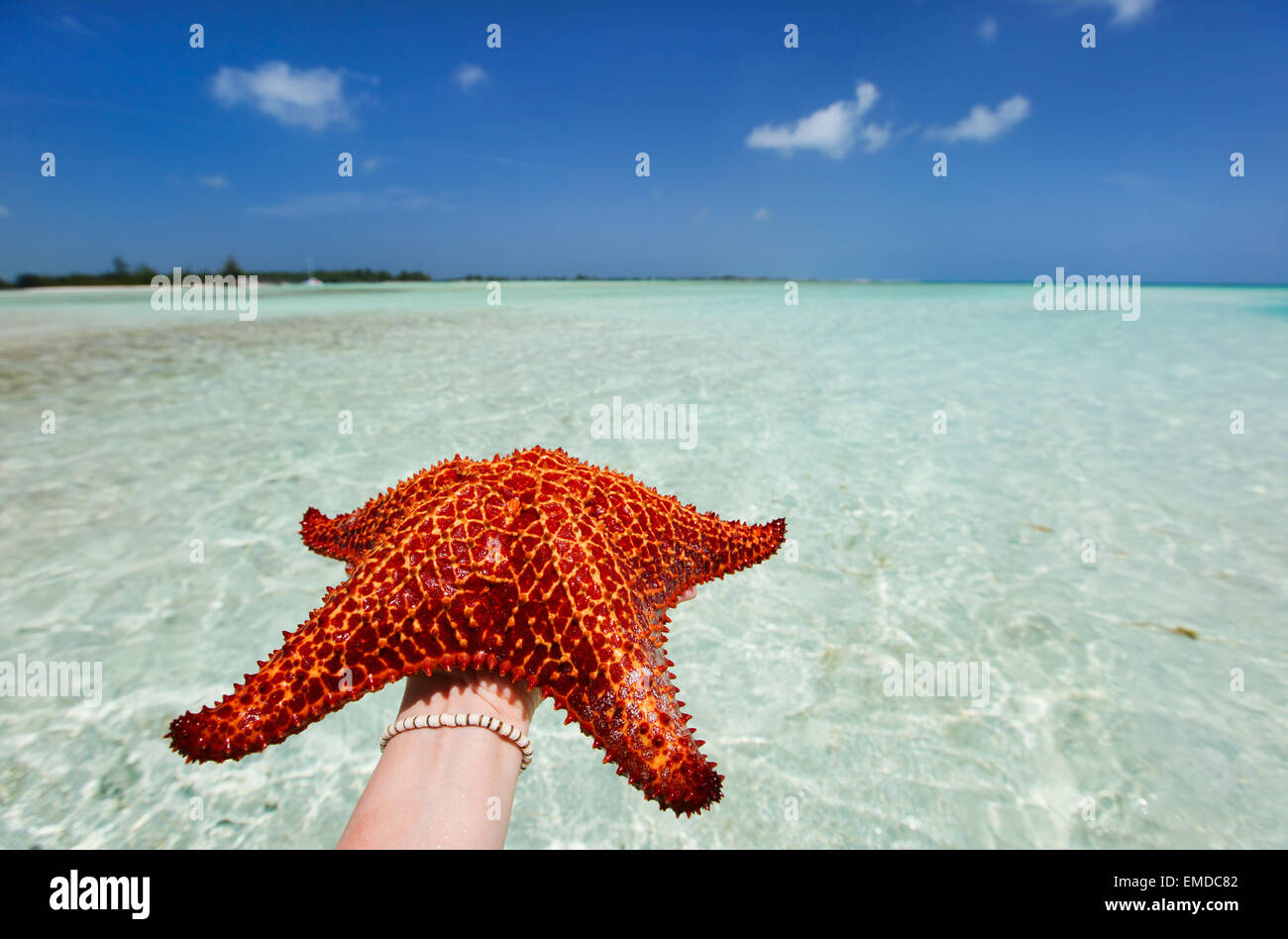 Red starfish closeup hi-res stock photography and images - Alamy