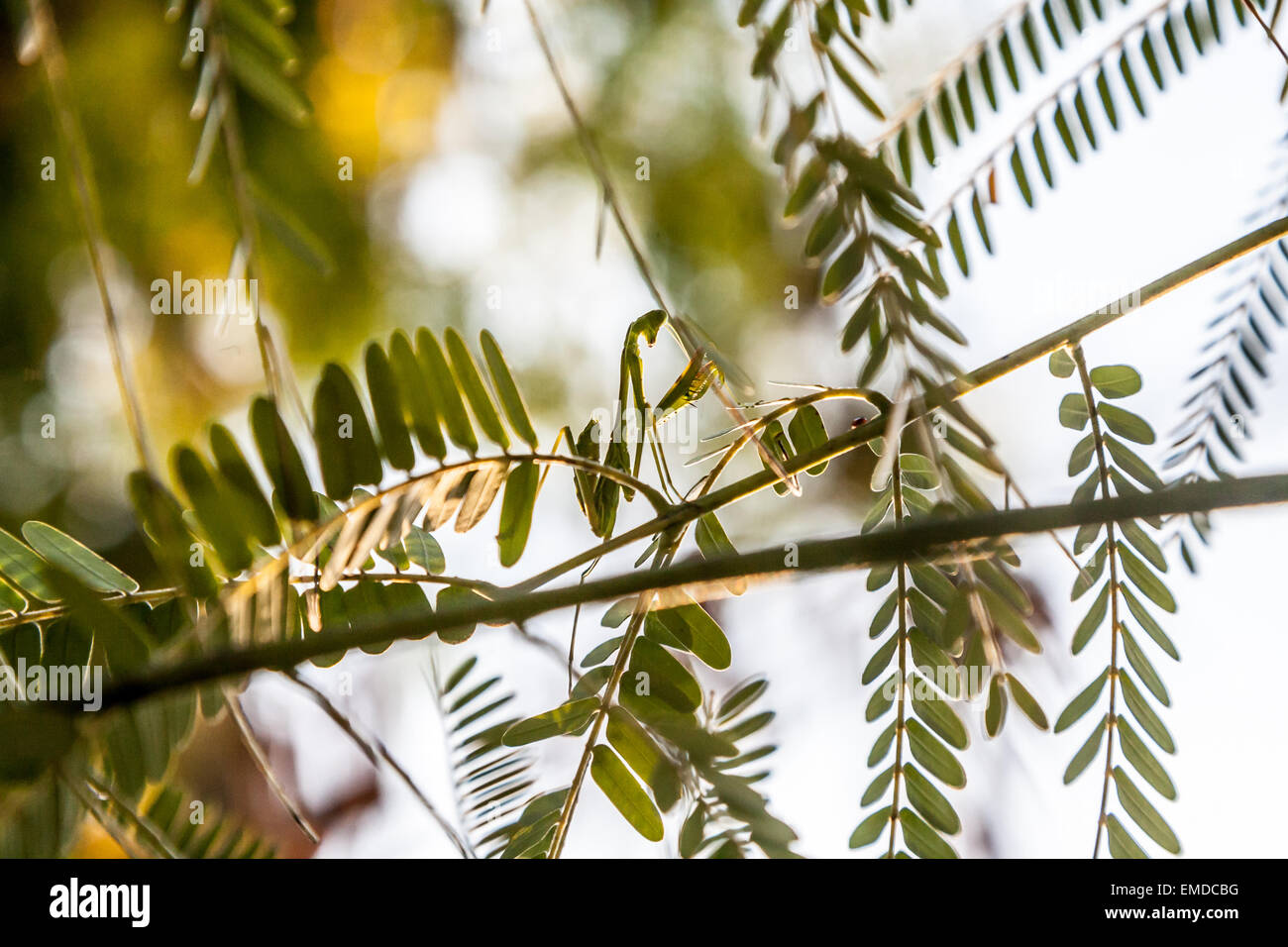 Praying mantis, a predator insect camouflaged on a tree in Botswana ...