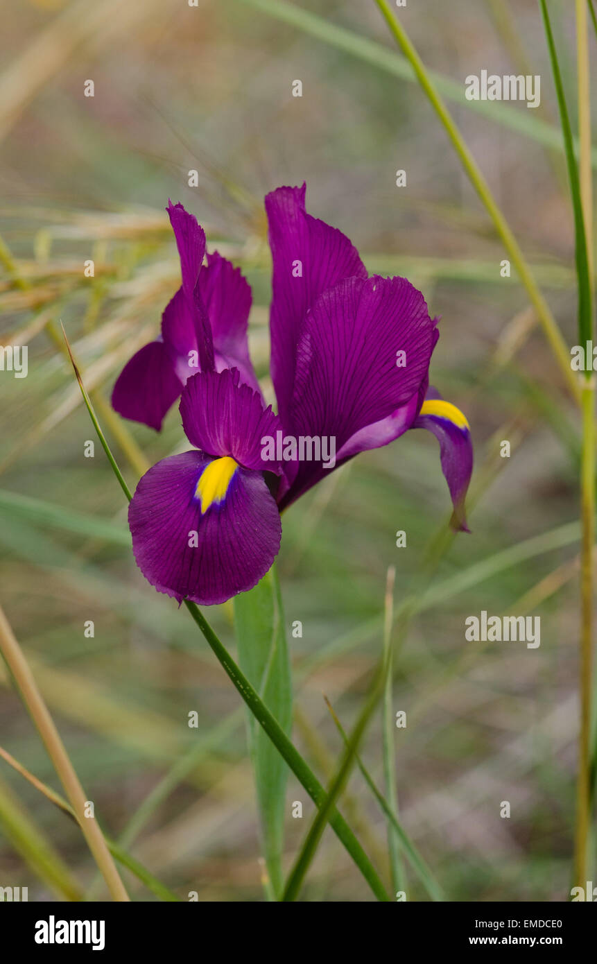 Xiphium iris hi-res stock photography and images - Alamy