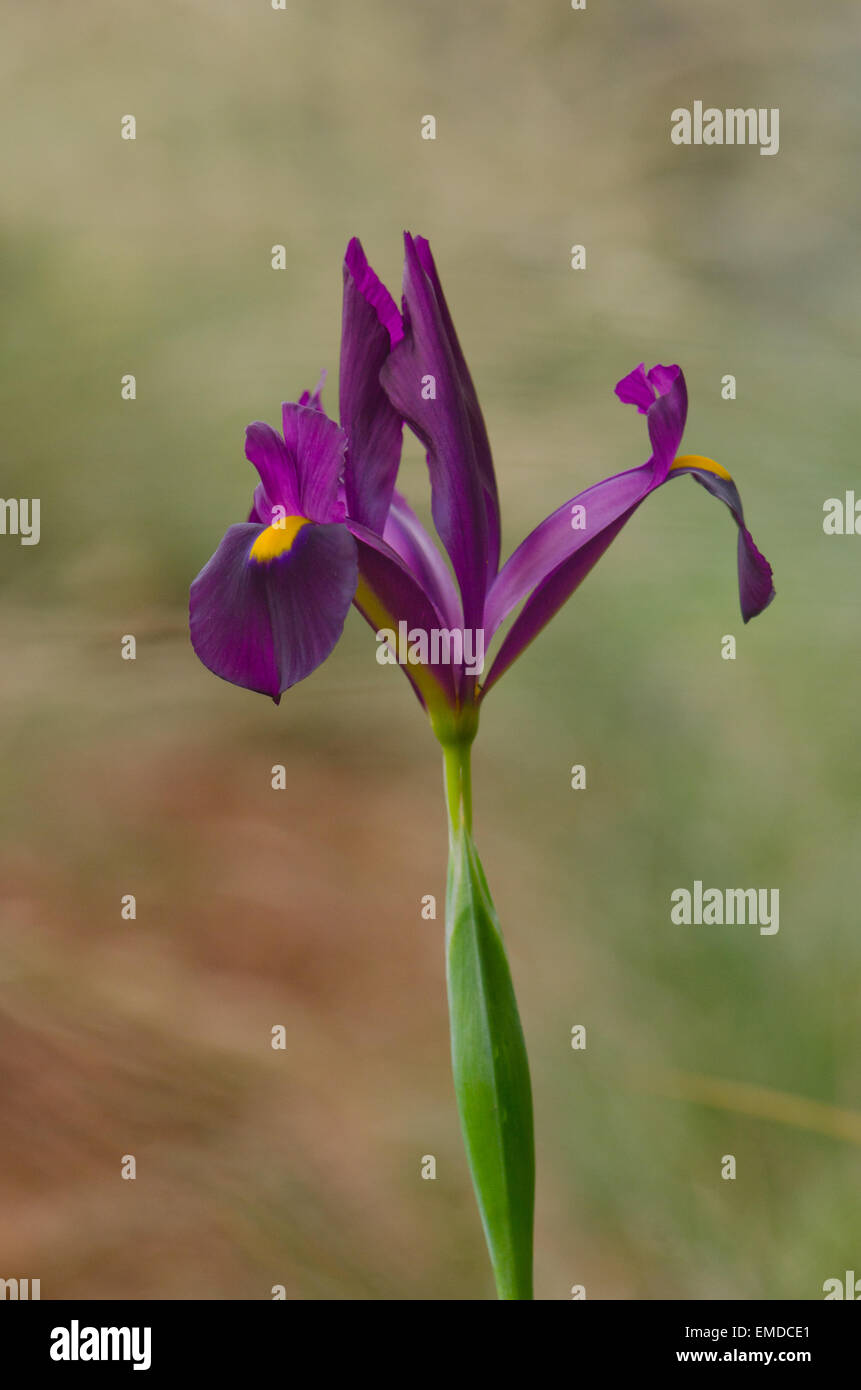 Iris xiphium hi-res stock photography and images - Alamy