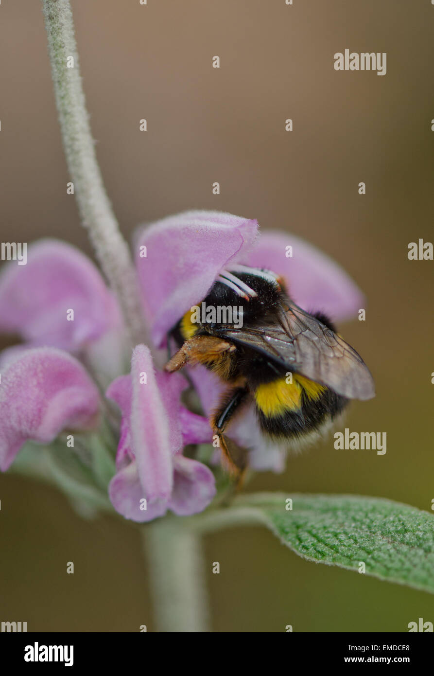 Buff-tailed bumblebee, bumble bee, Bombus, drinking nectar and eating ...