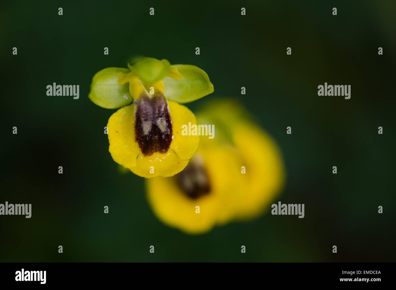 Yellow bee orchid ophrys lutea hi-res stock photography and images - Alamy