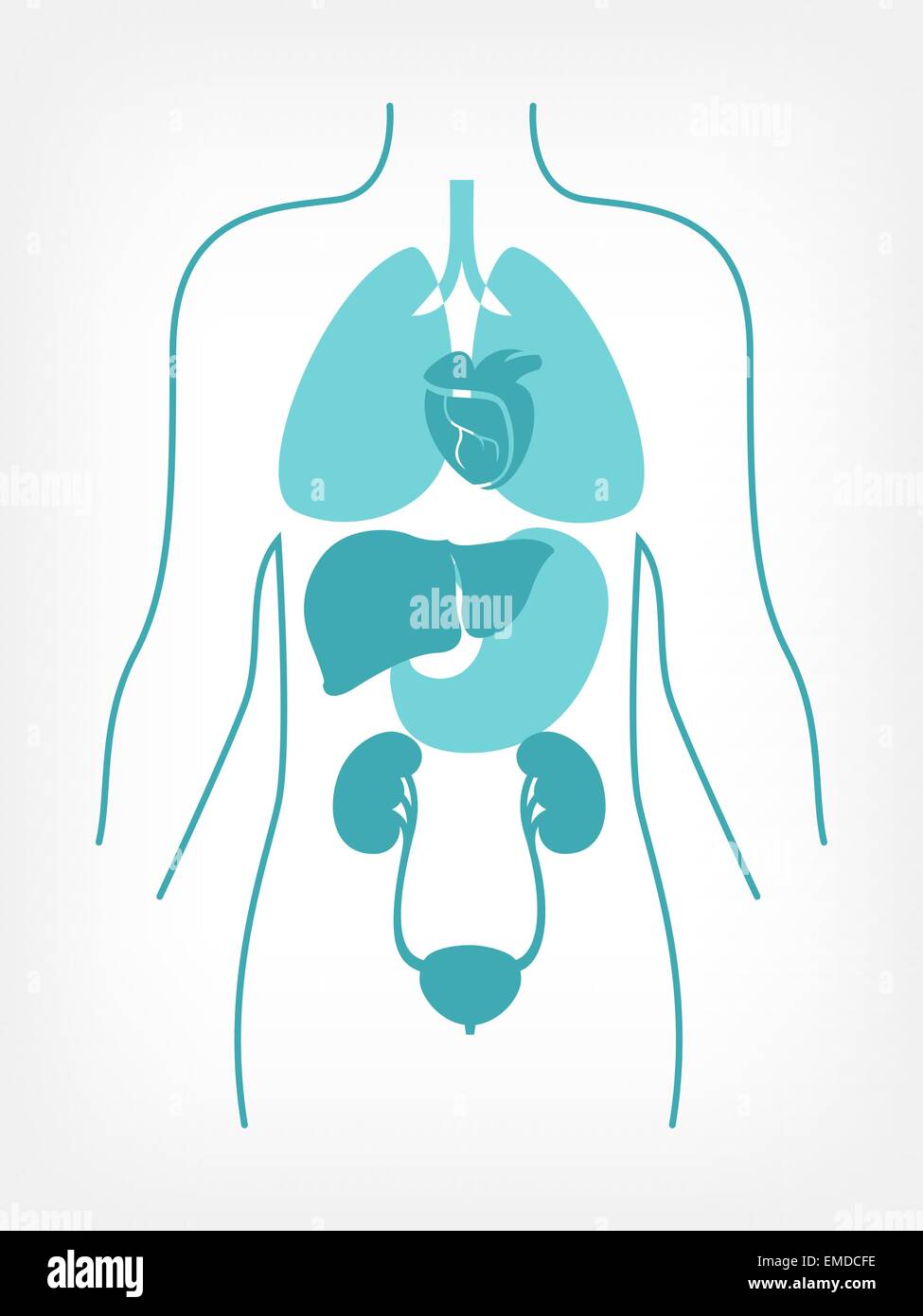 Medical body chart hi-res stock photography and images - Alamy