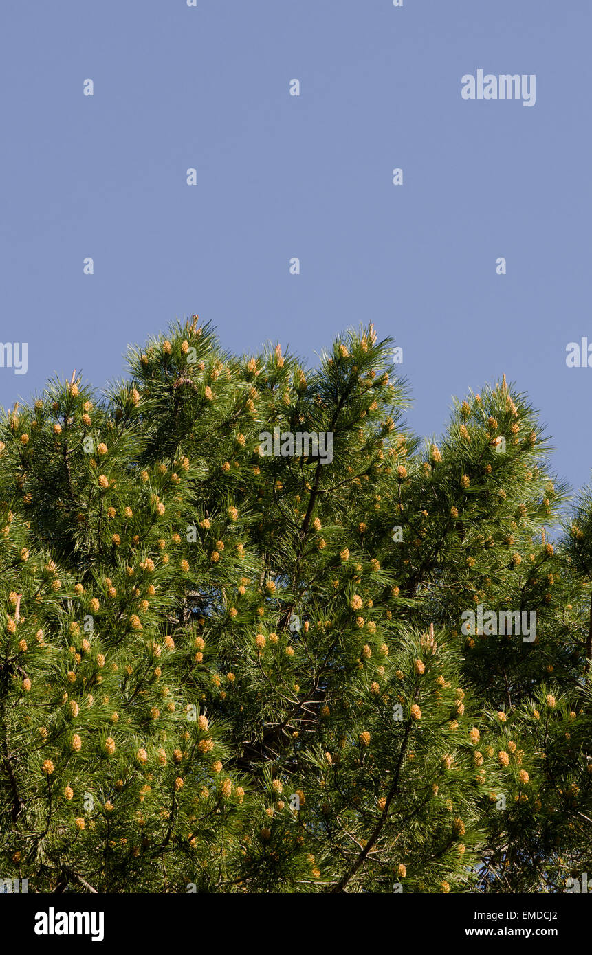 Aleppo pine pinus halepensis tree hi-res stock photography and images ...