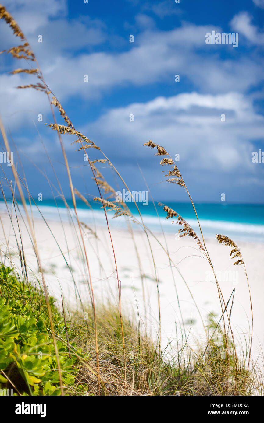 Caribbean sea coastline grass hi-res stock photography and images - Alamy