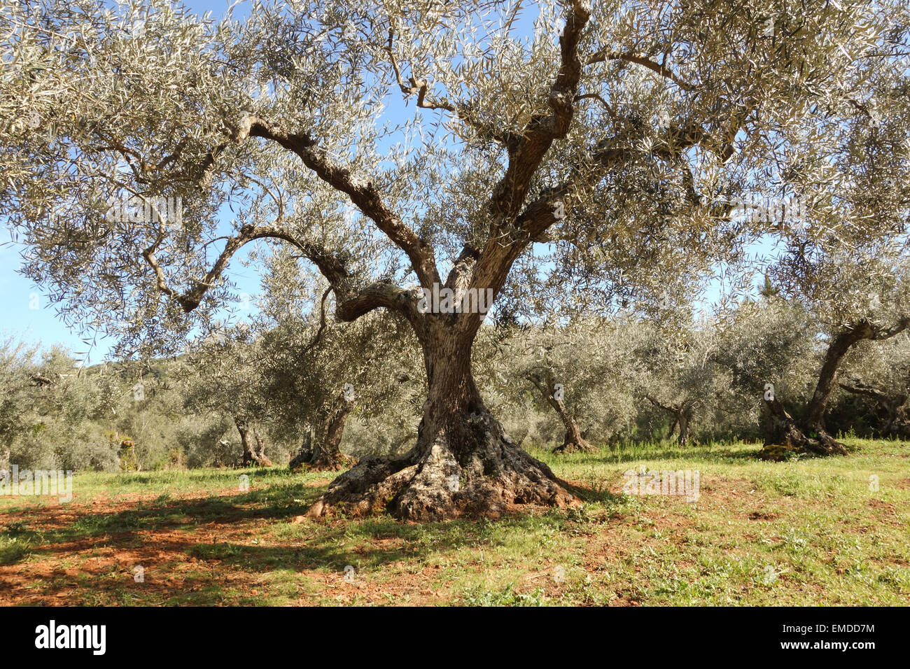 Olive trees, olive tree, mediterranean, Andalusia, Spain Stock Photo ...
