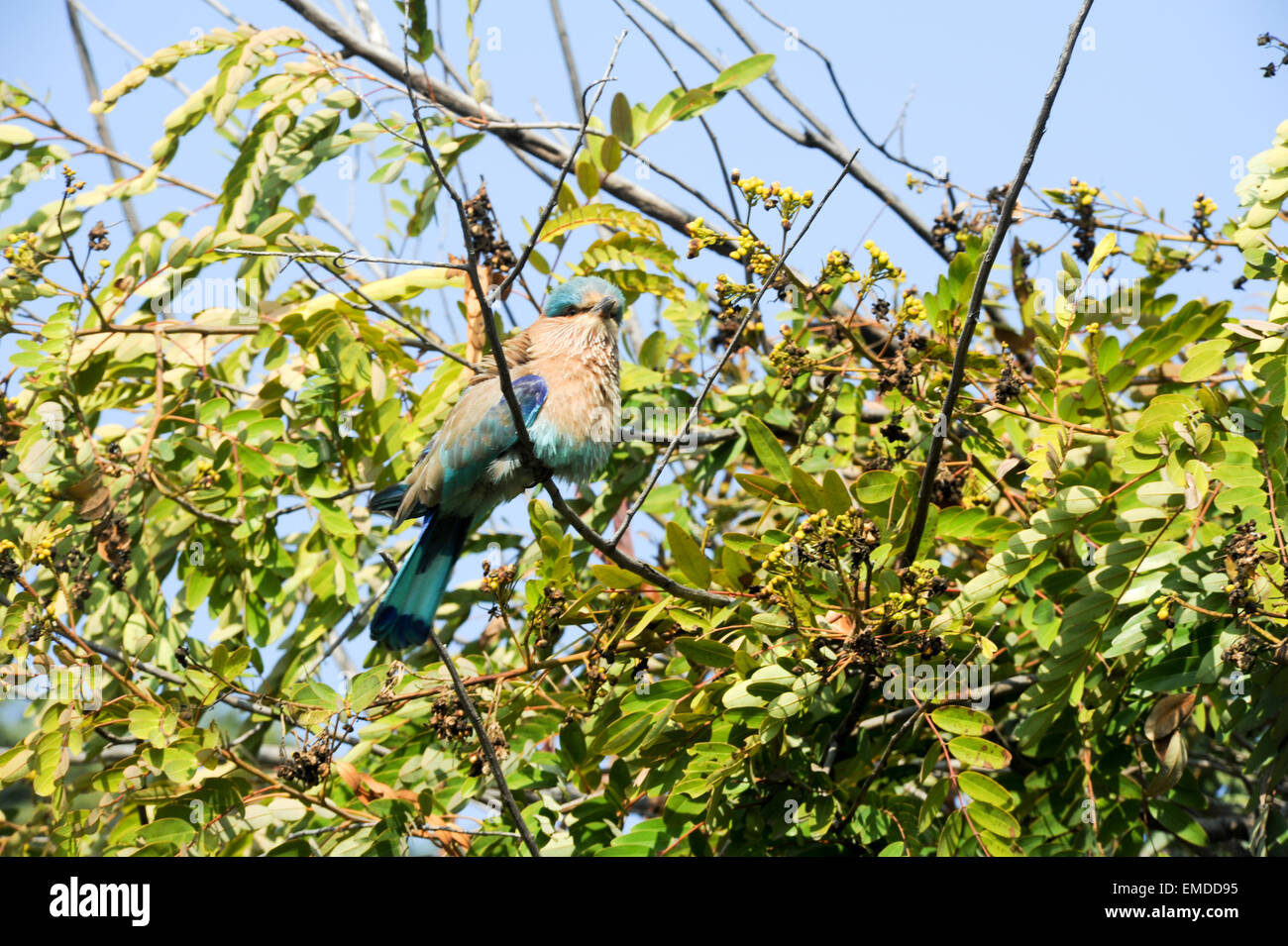 Beautiful bird on the tree hi-res stock photography and images - Alamy