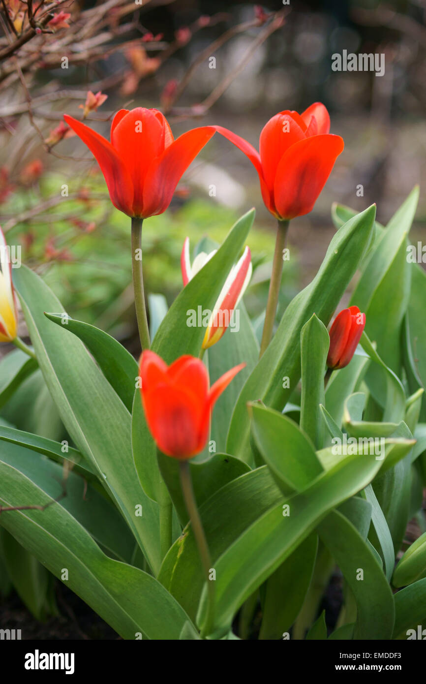 Fire Red tulips Stock Photo - Alamy