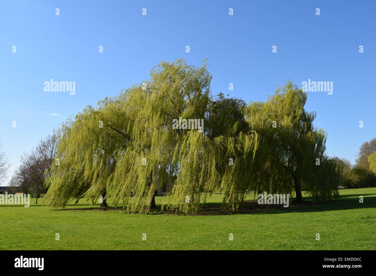 A swaying tree on a sunny spring day in Cambridgeshire Stock Photo - Alamy