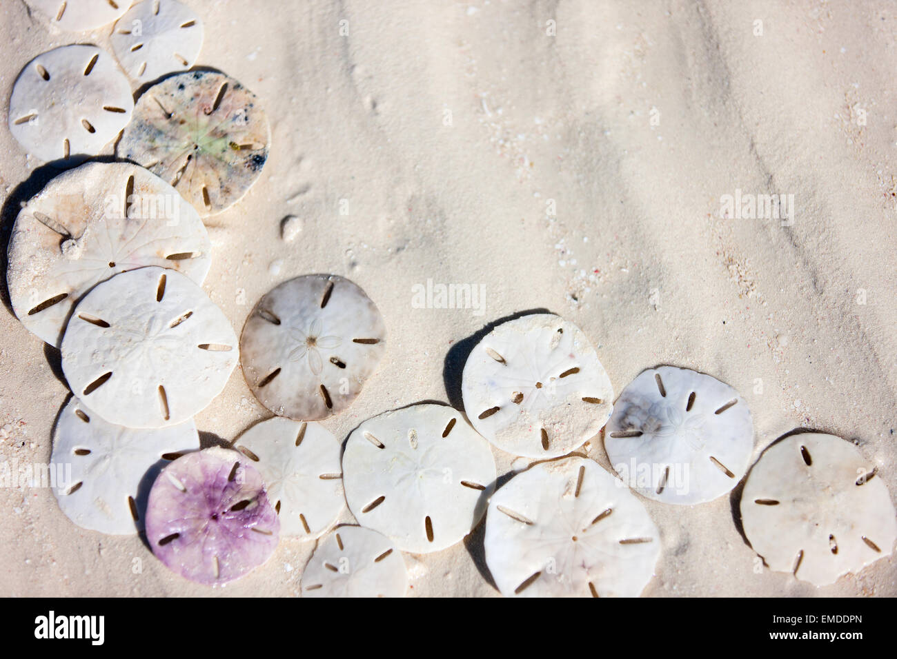 Sand Dollar Beach High Resolution Stock Photography and Images - Alamy