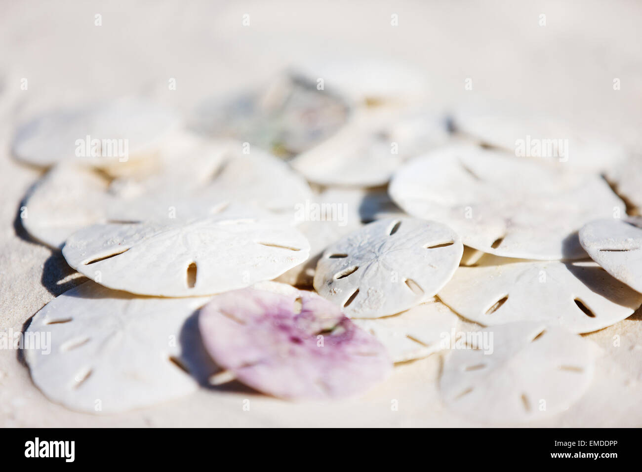 Sand dollars hi-res stock photography and images - Alamy