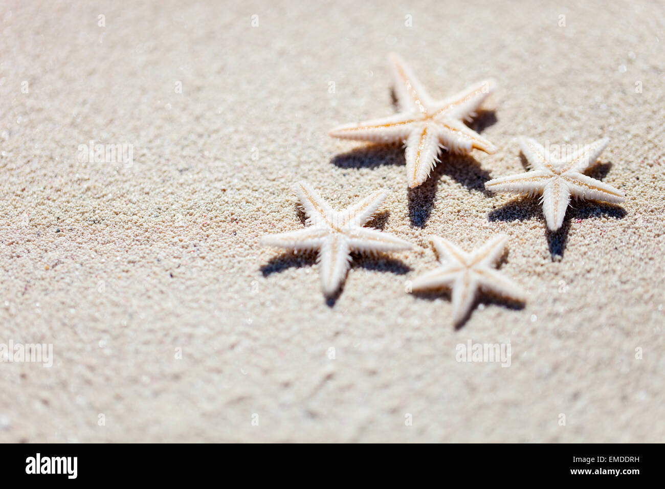 Many starfish hi-res stock photography and images - Alamy