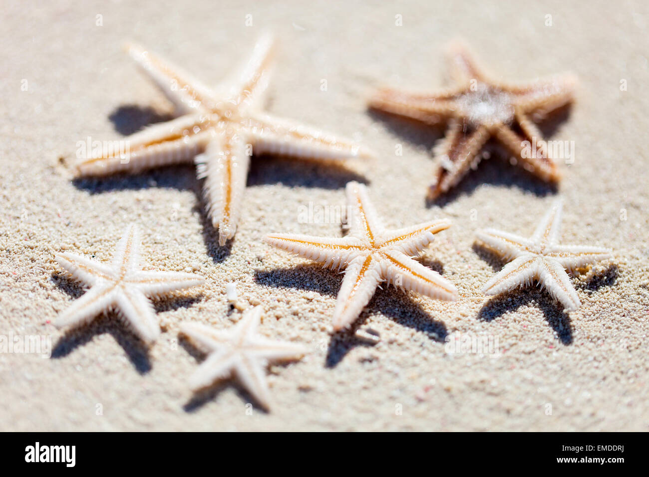 Many starfish hi-res stock photography and images - Alamy