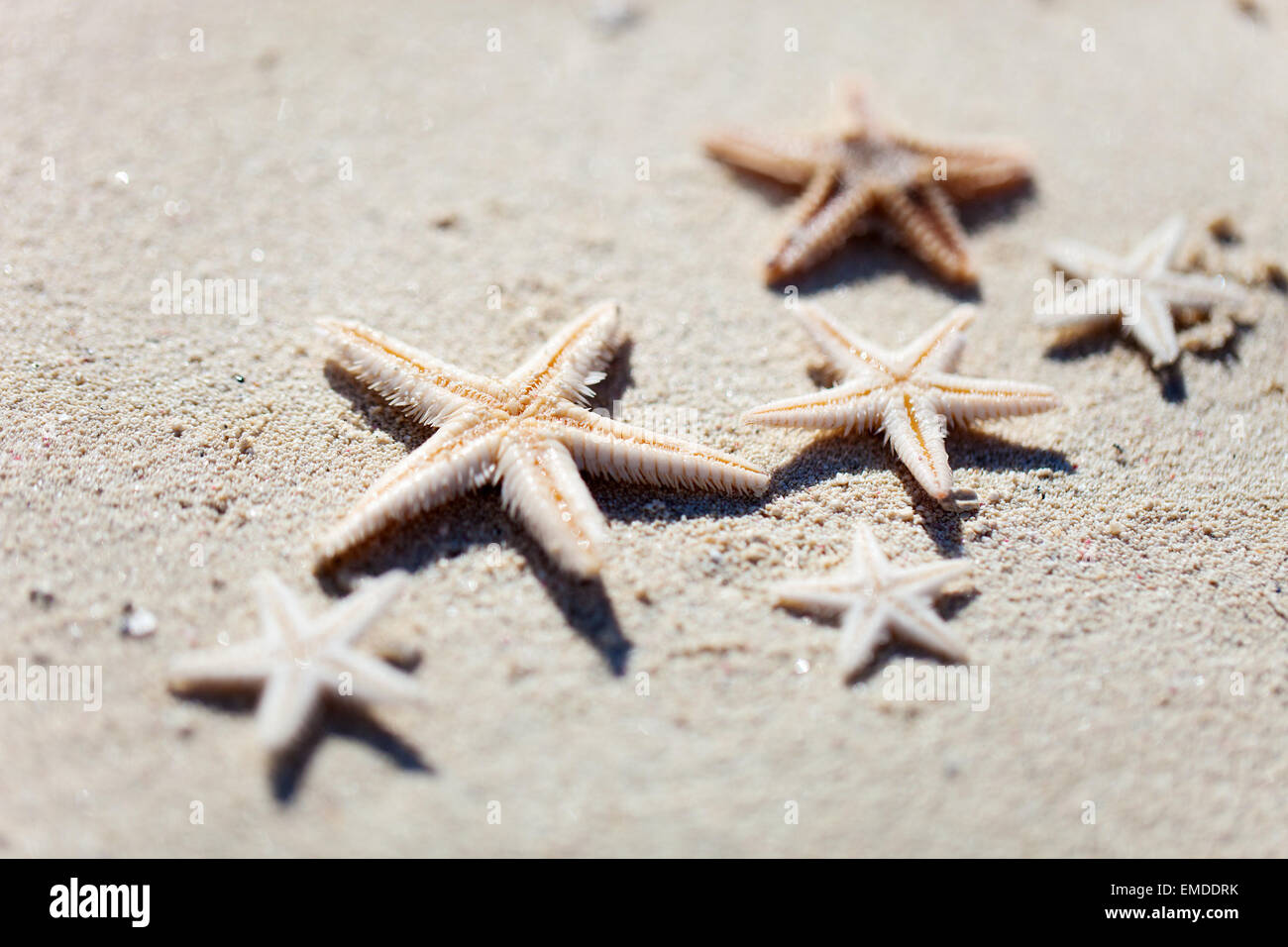 Starfish sand hi-res stock photography and images - Alamy