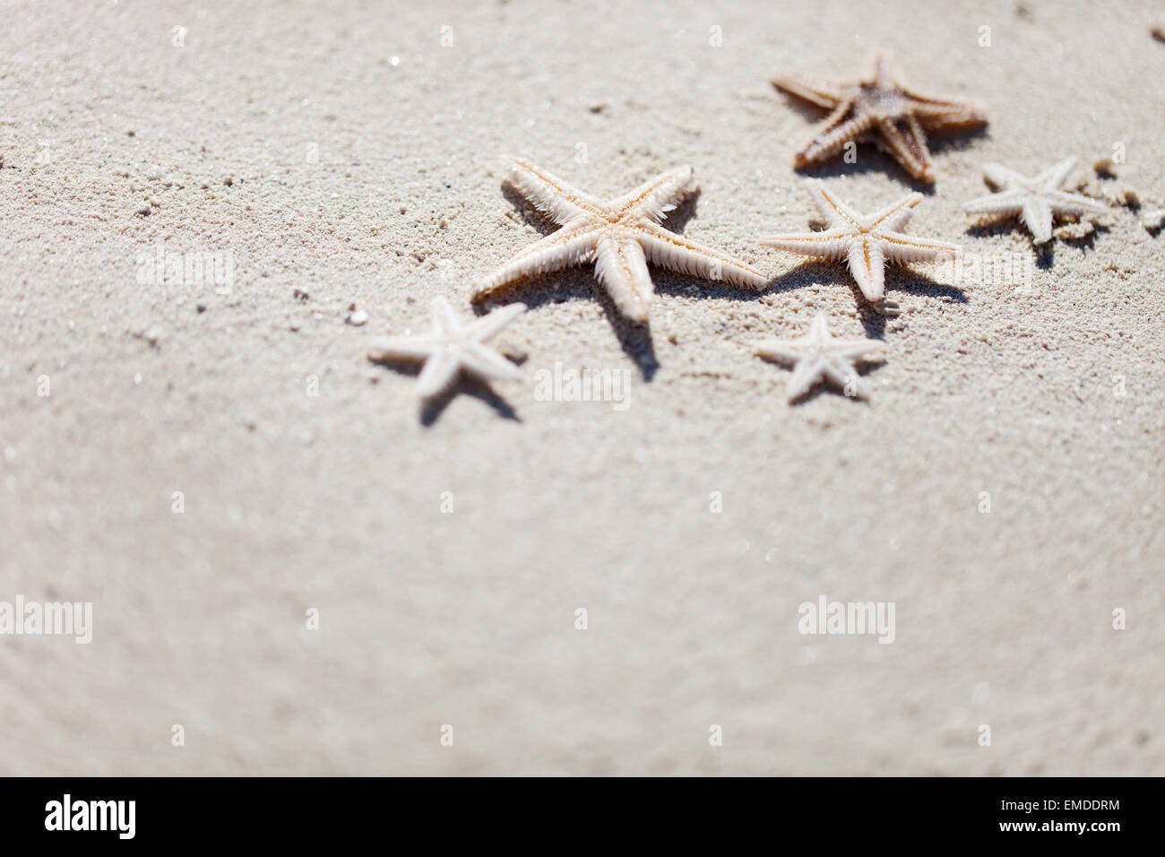 Many starfish hi-res stock photography and images - Alamy