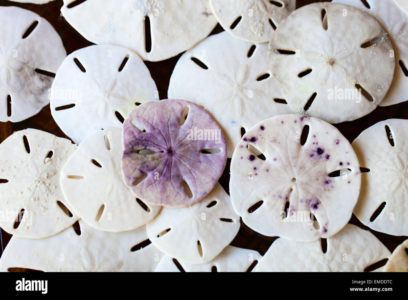 Sand dollar beach hi-res stock photography and images - Alamy