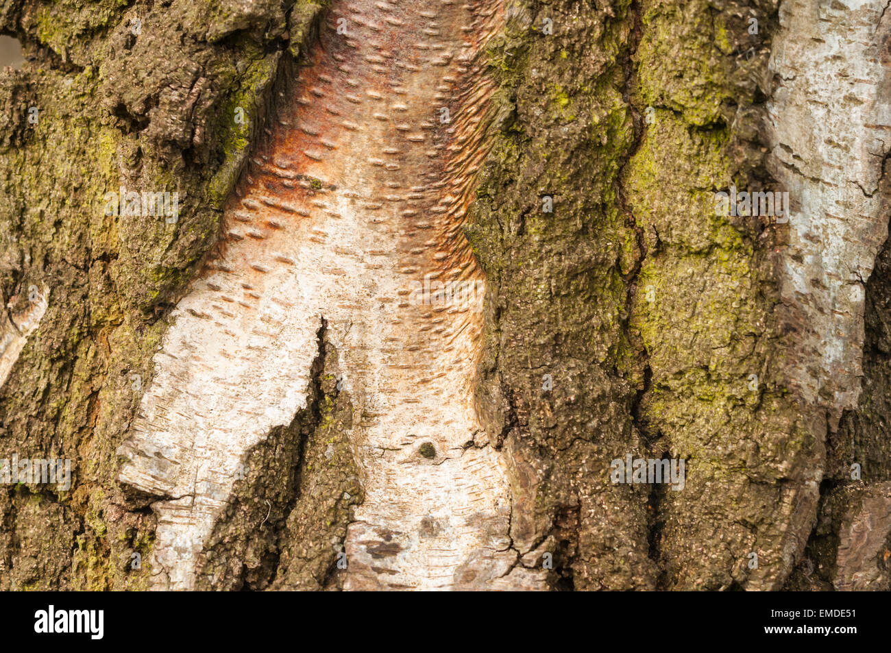 Mature old betula pendula silver hi-res stock photography and images ...