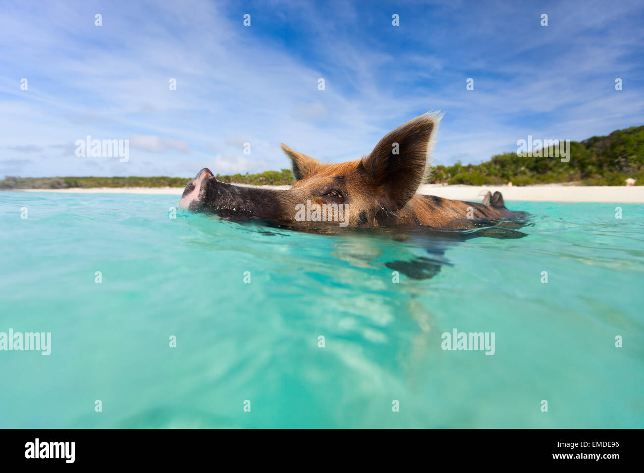 Swimming pig on Exuma island Stock Photo - Alamy